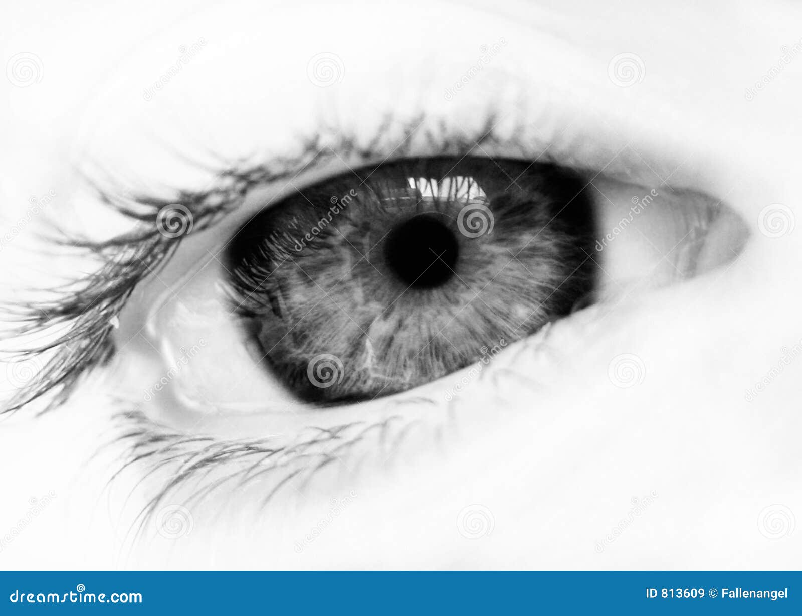 BW eye stock image. Image of ball, white, future, brow - 813609