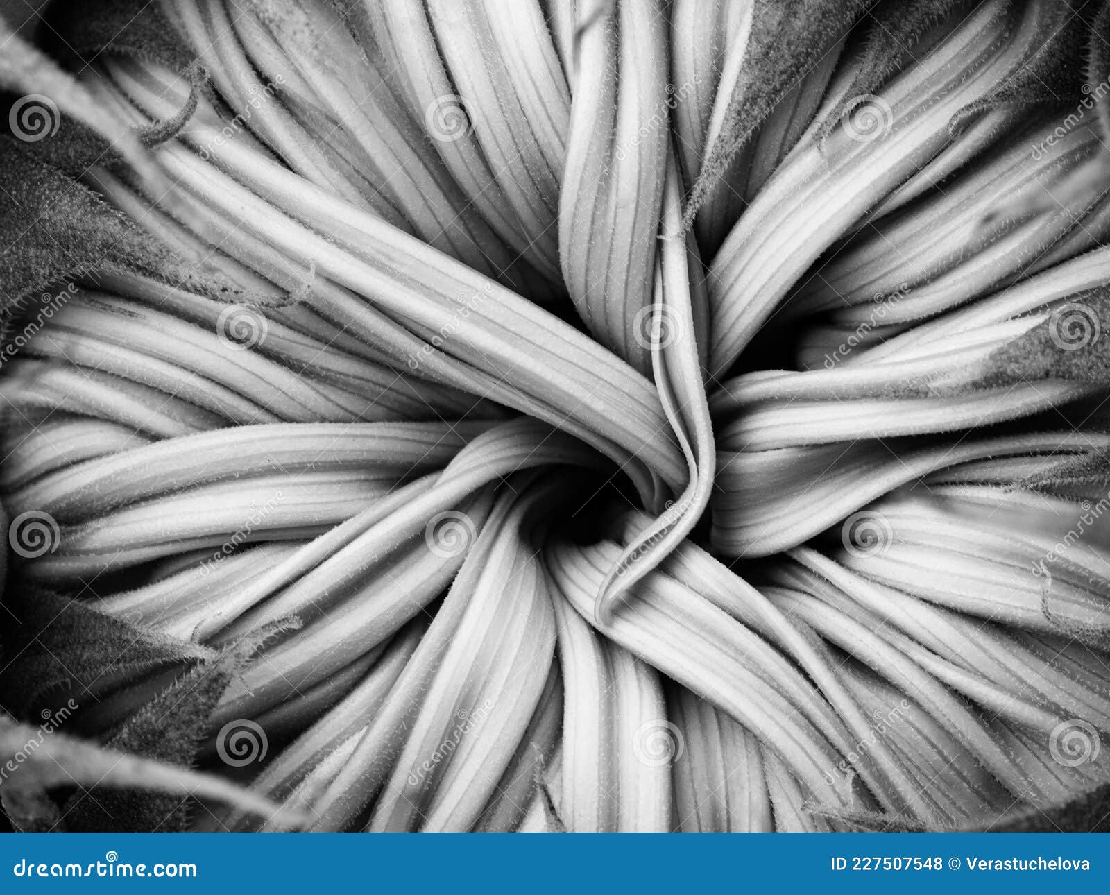 BW Macro Photography of Sunflower Stock Photo - Image of petal, macro ...