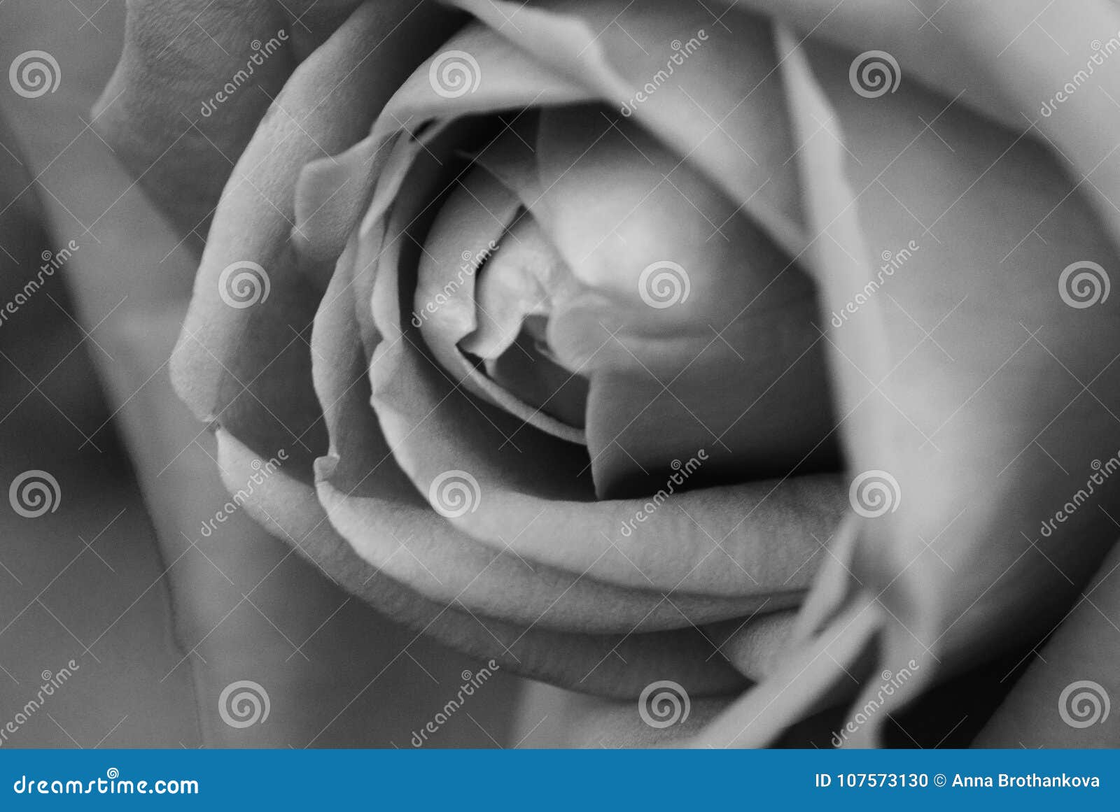 Bw Rose Photos - Free & Royalty-Free Stock Photos from Dreamstime