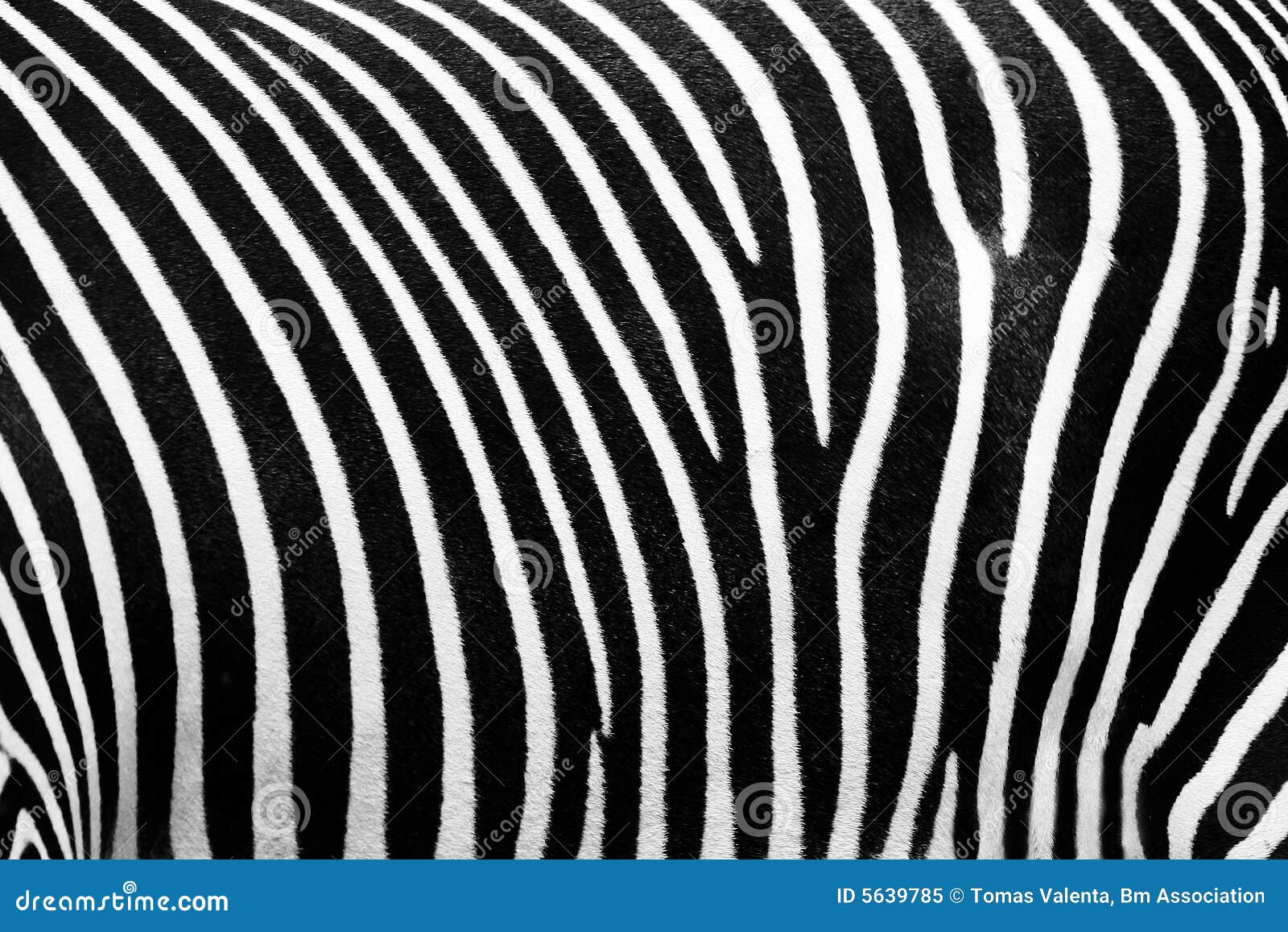 BW texture of zebra stock image. Image of detail, fauna - 5639785