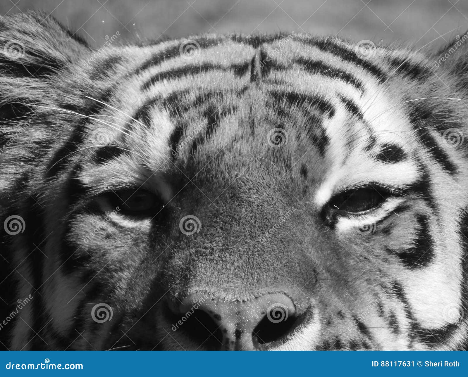BW tiger face stock image. Image of tiger, black, face - 88117631