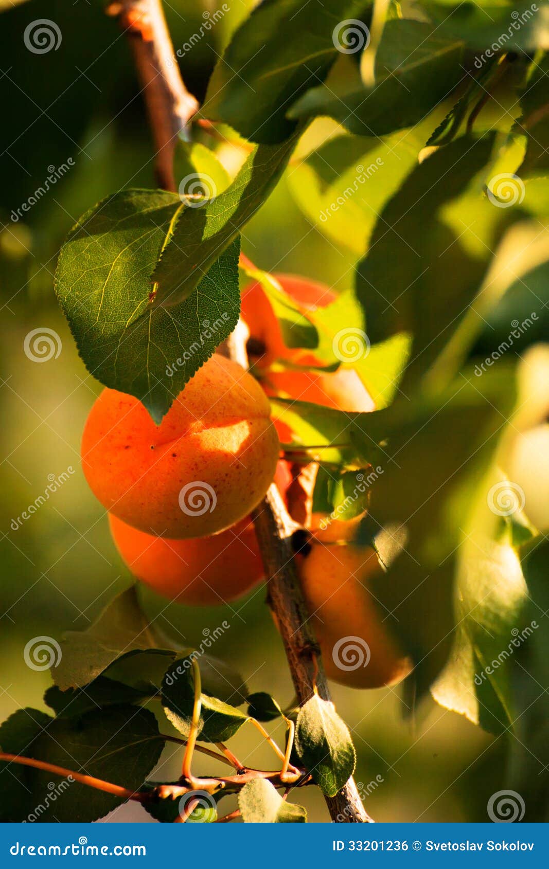 Bw tree in autumn stock photo. Image of mountain, power - 33201236