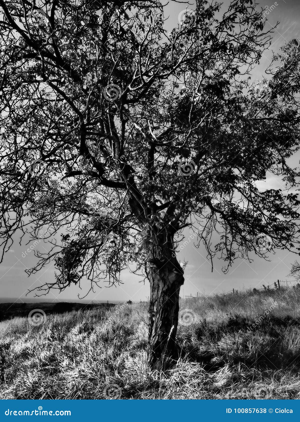 BW tree in autumn stock photo. Image of beauty, beautiful - 100857638