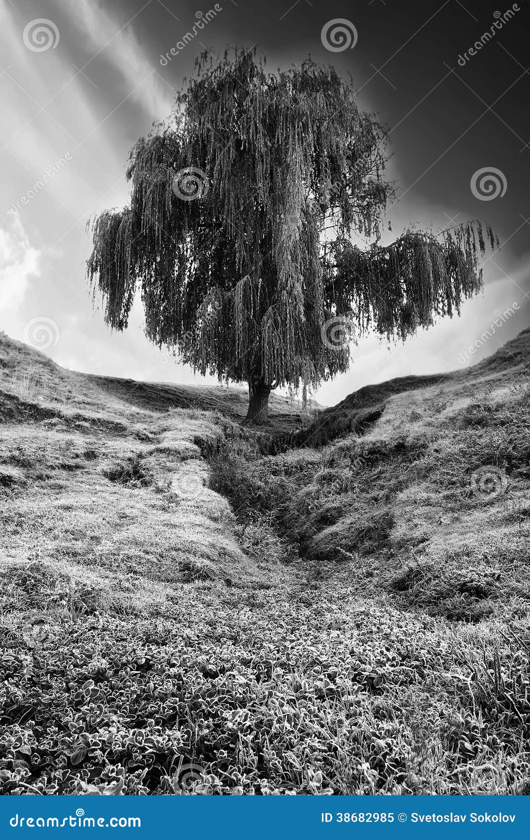 Bw tree landscape stock image. Image of landscape, tree - 38682985