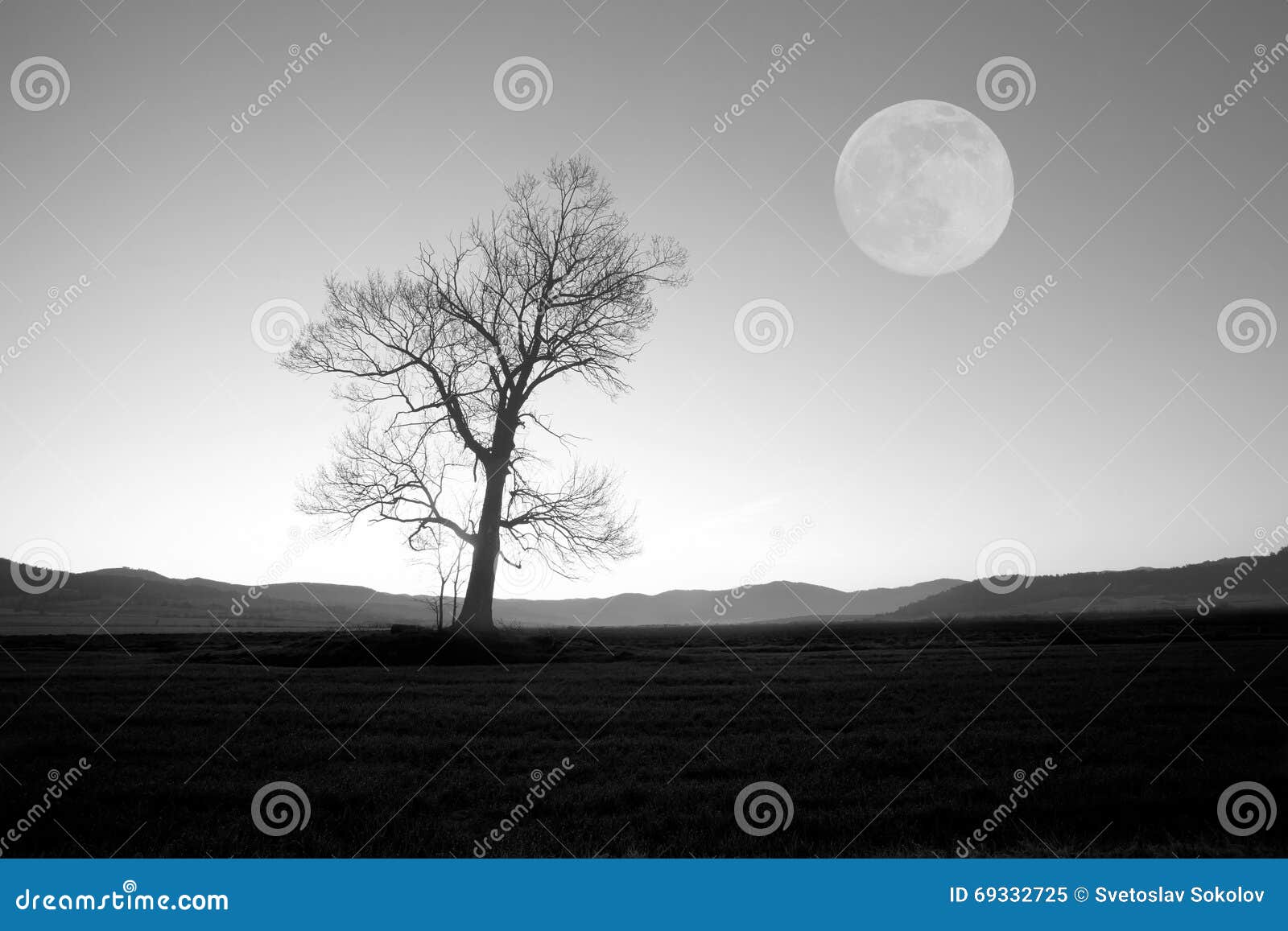Bw tree and moon stock image. Image of branches, fantastic - 69332725