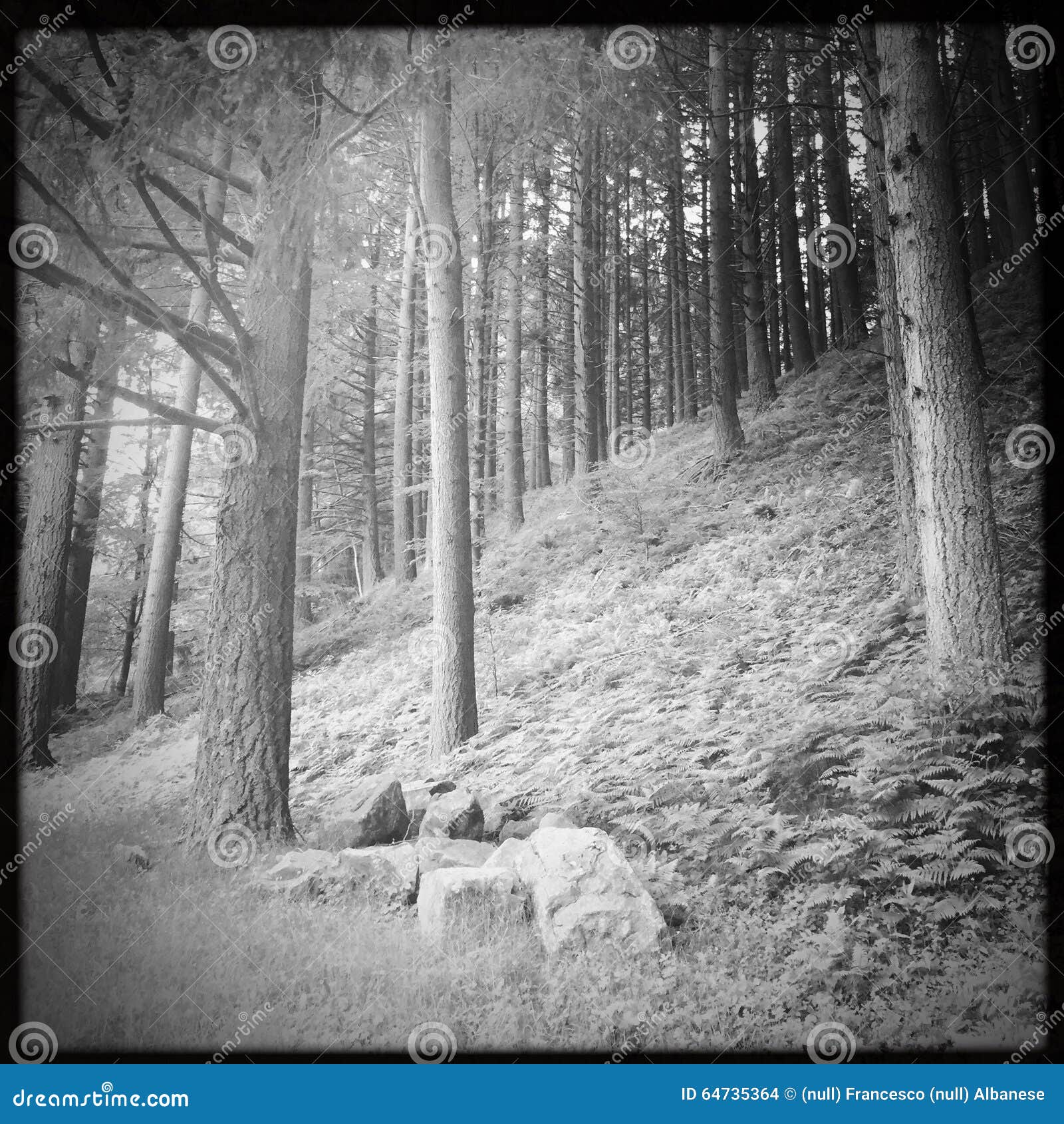 BW trees stock photo. Image of style, trees, wood, shot - 64735364