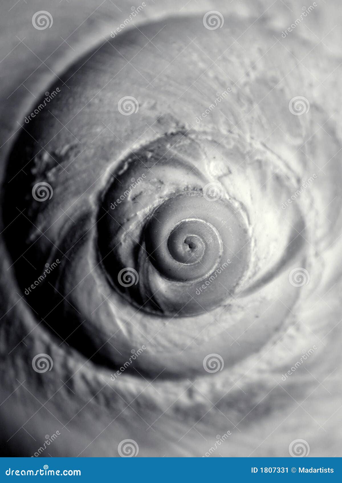 BW Verdadero Del Modelo Del Seashell Del Caracol Imagen de archivo ...