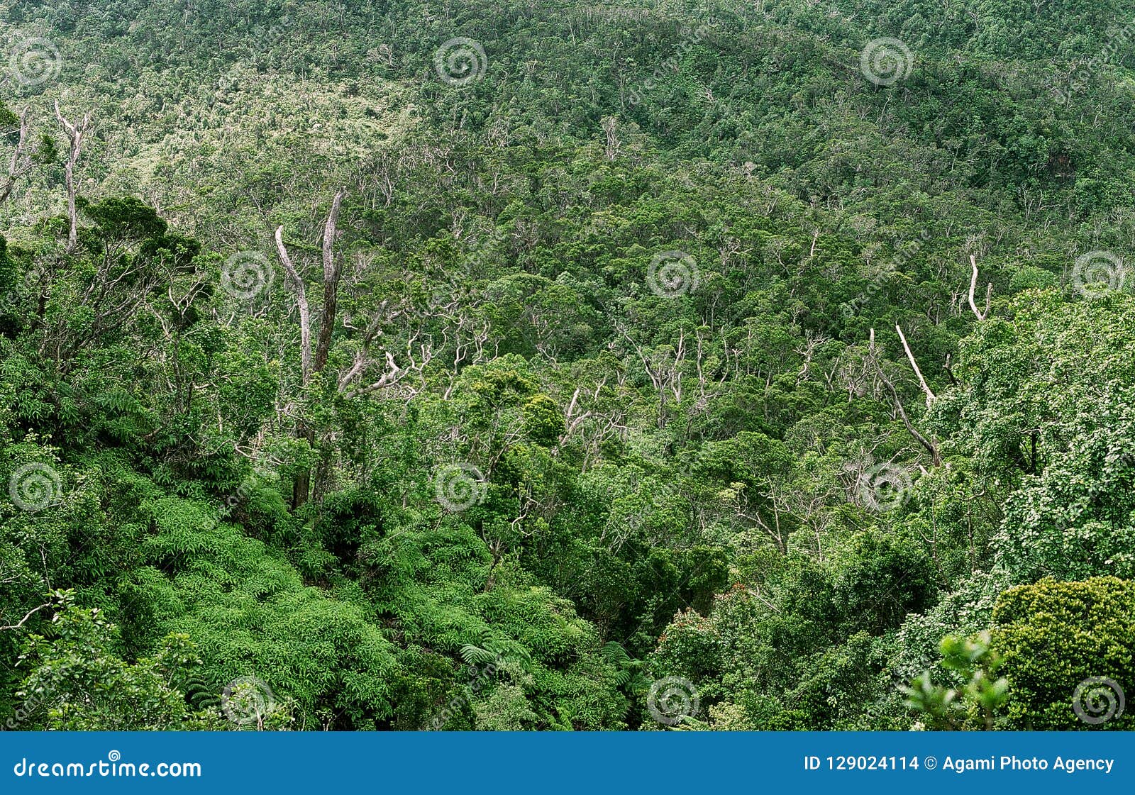 Bwindi Impenetrable Forest Uganda Stock Photo - Image of bwindi, forest ...