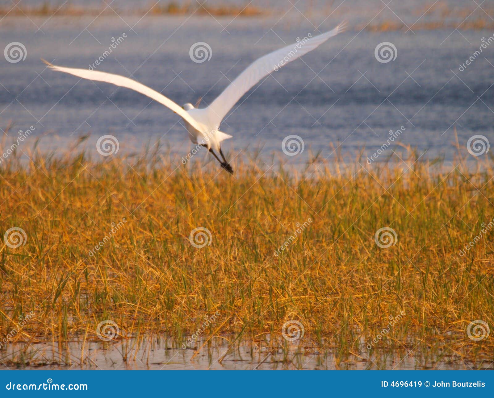 Bye! stock image. Image of dawn, leaving, bird, wing, feathers - 4696419