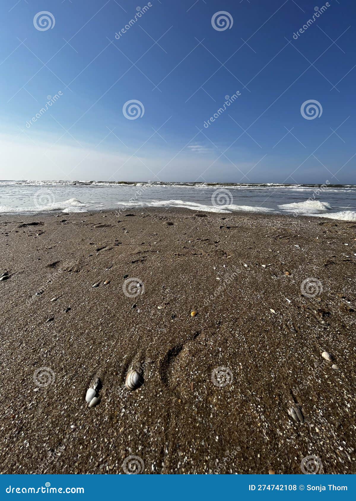Bye bye from the sea stock photo. Image of bathing, food - 274742108