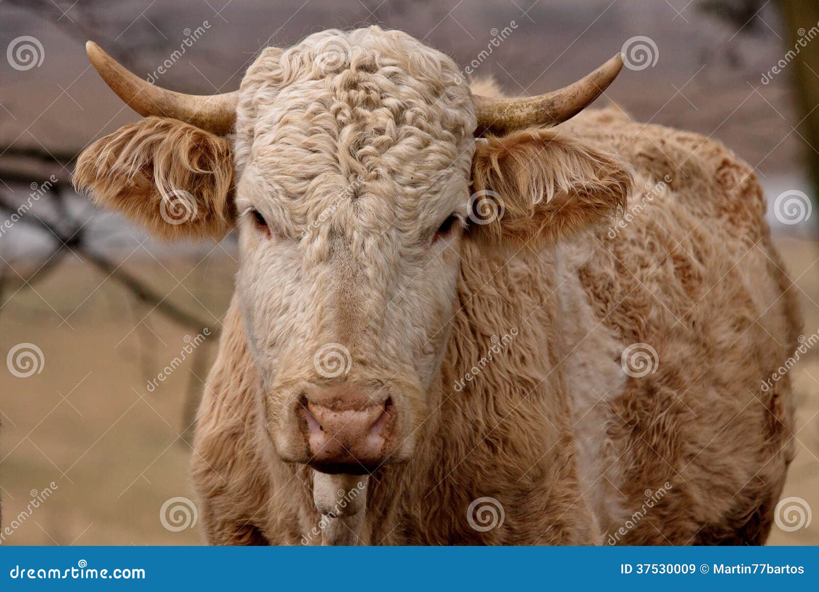 Byk obraz stock. Obraz złożonej z gospodarstwo, hairball - 37530009