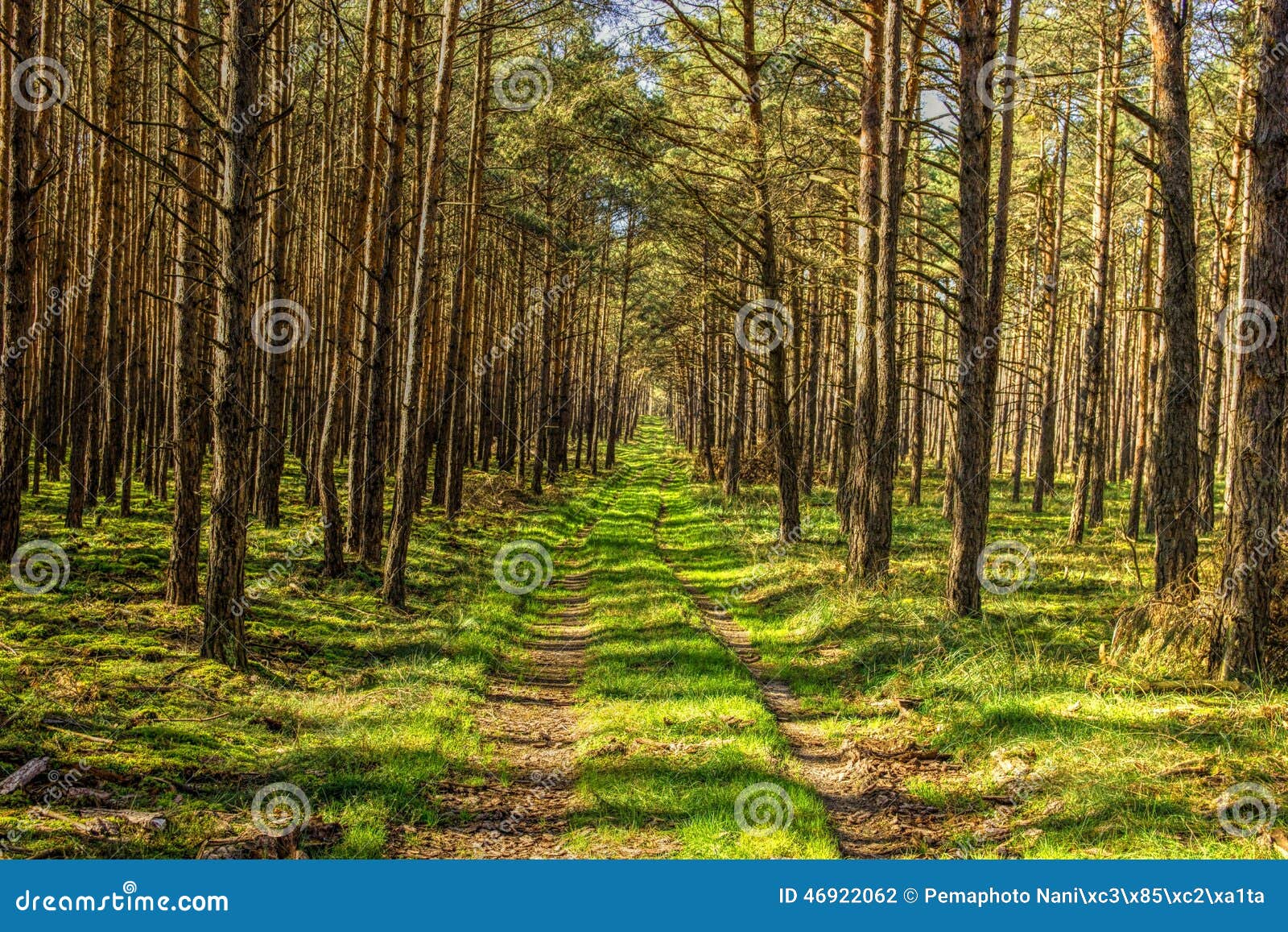 Bypath through Dense Forest Stock Photo - Image of foliage, rural: 46922062