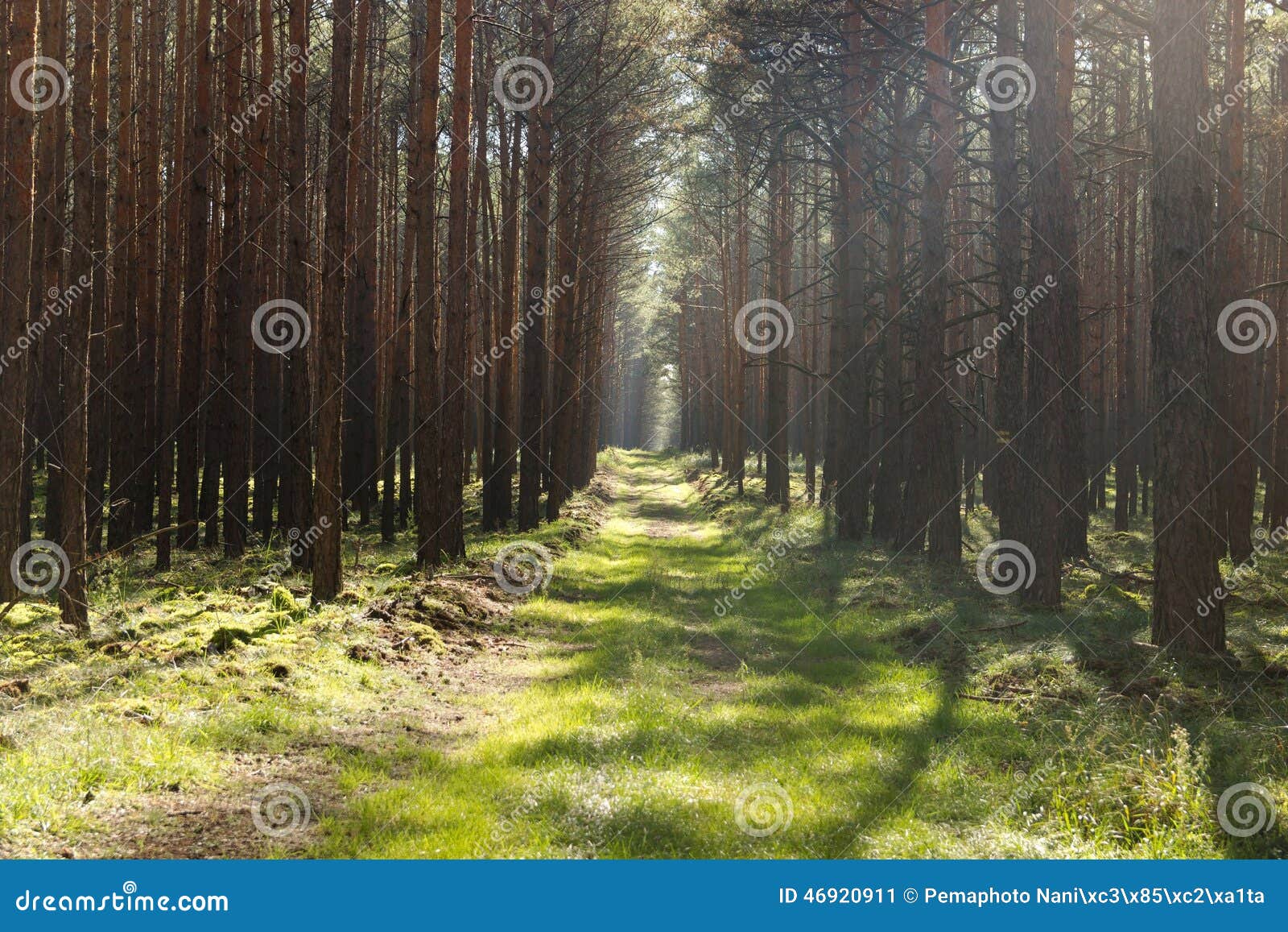 Bypath through Forest stock image. Image of rich, leaves - 46920911