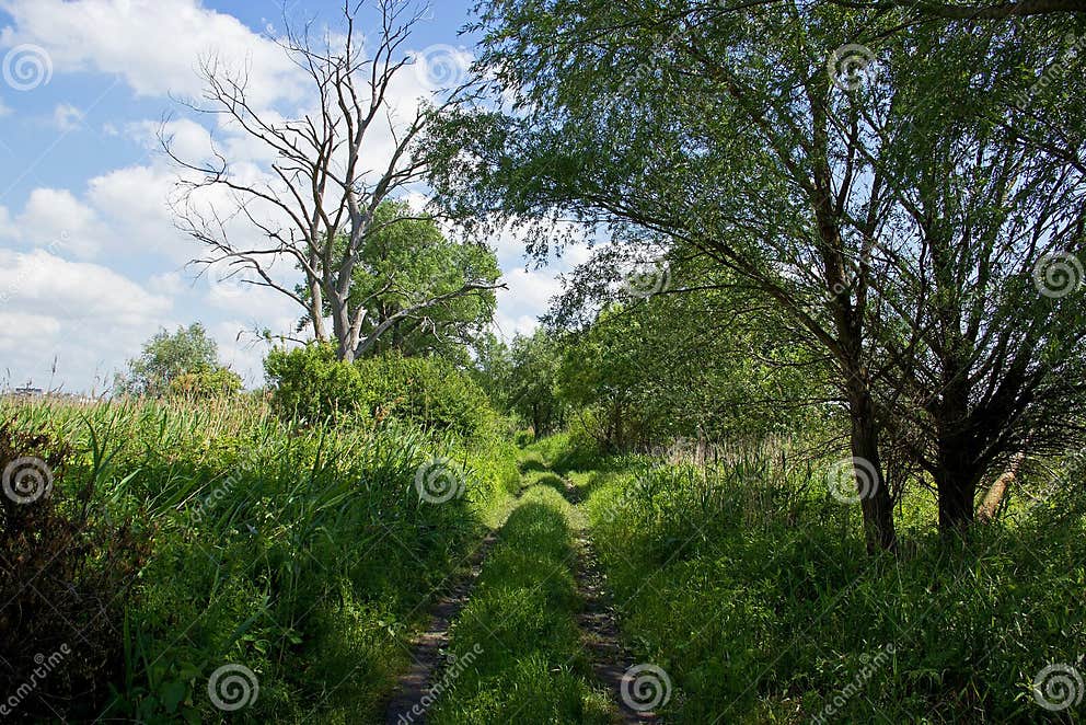 Bypath through Meadow stock image. Image of path, bypath - 41053159