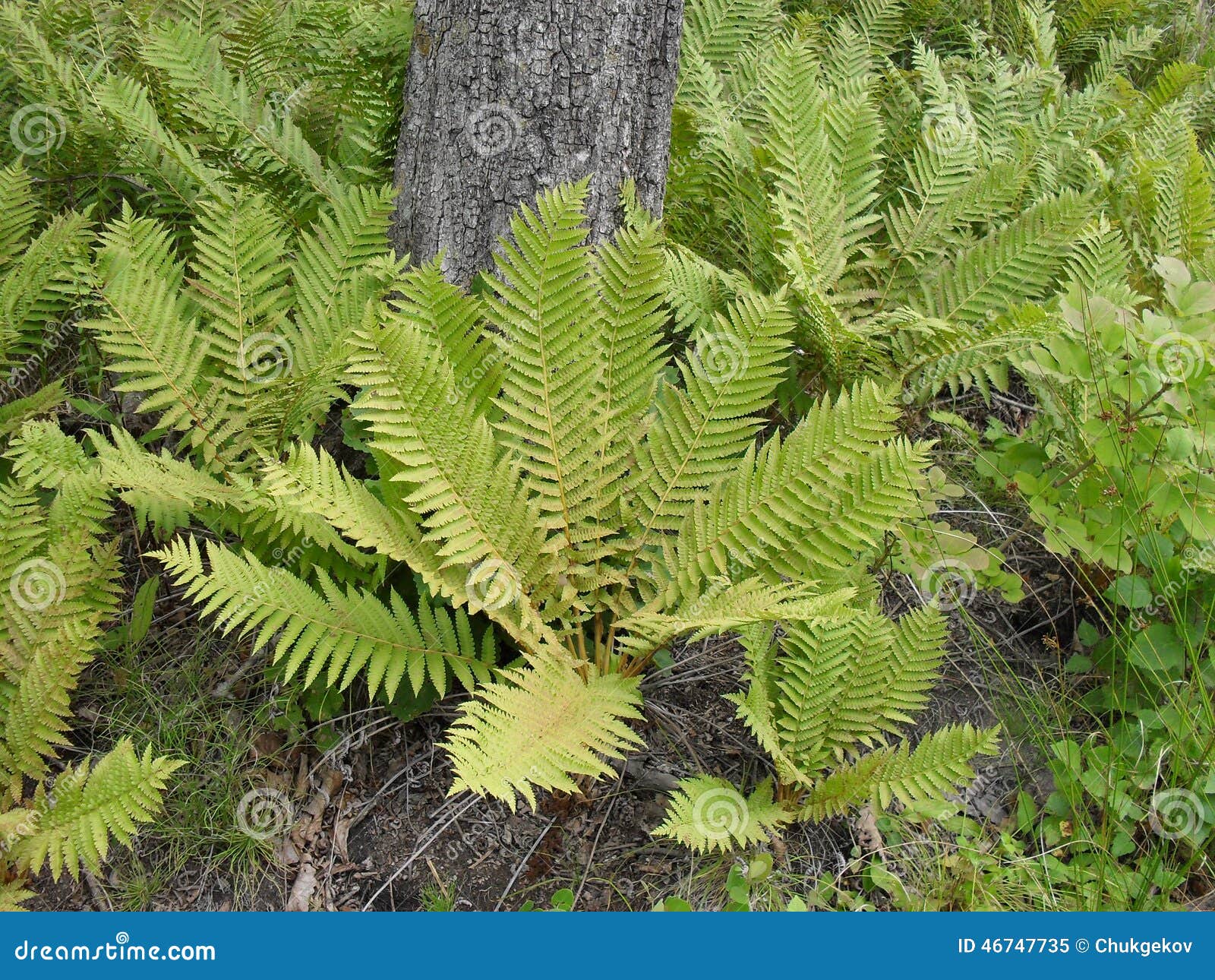 A Fern That Grows On The Dry Bract Of A Palm Tree. Royalty-Free Stock ...