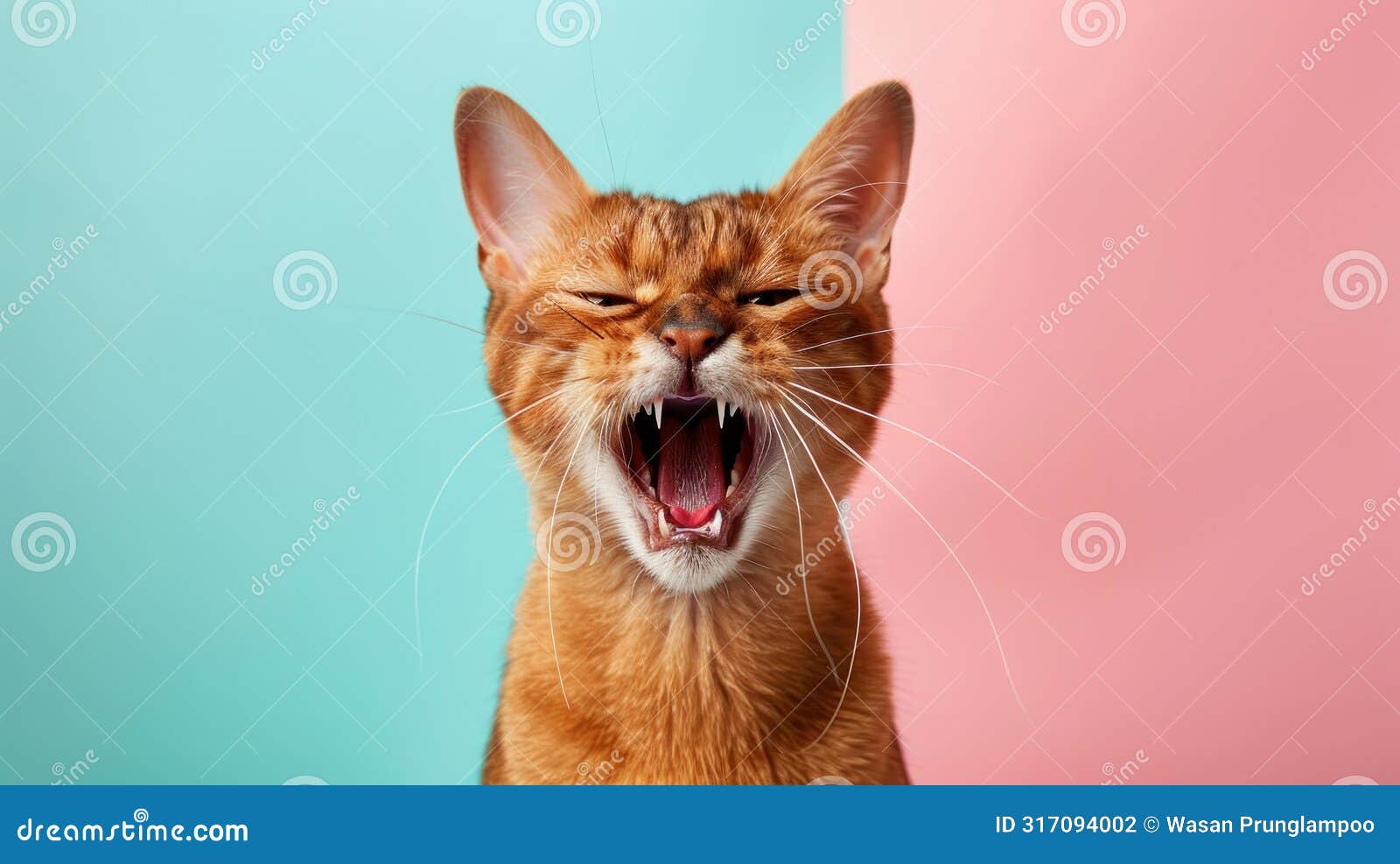 Byssinian, Angry Cat Baring Its Teeth, Studio Lighting Pastel ...