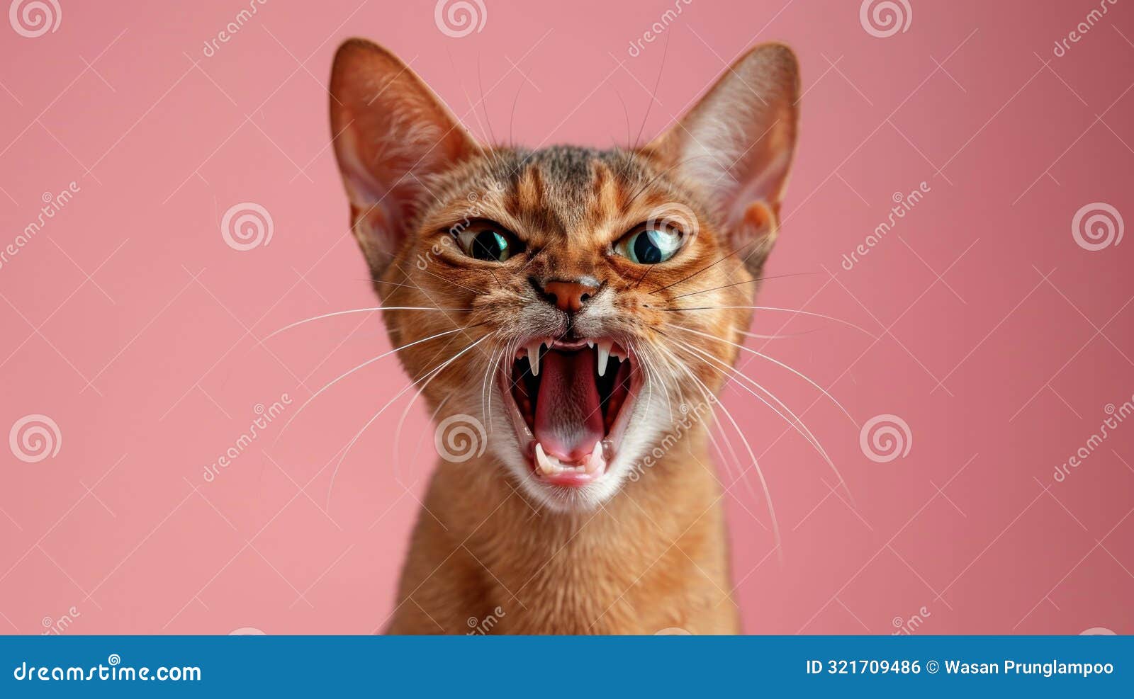 Byssinian, Angry Cat Baring Its Teeth, Studio Lighting Pastel ...
