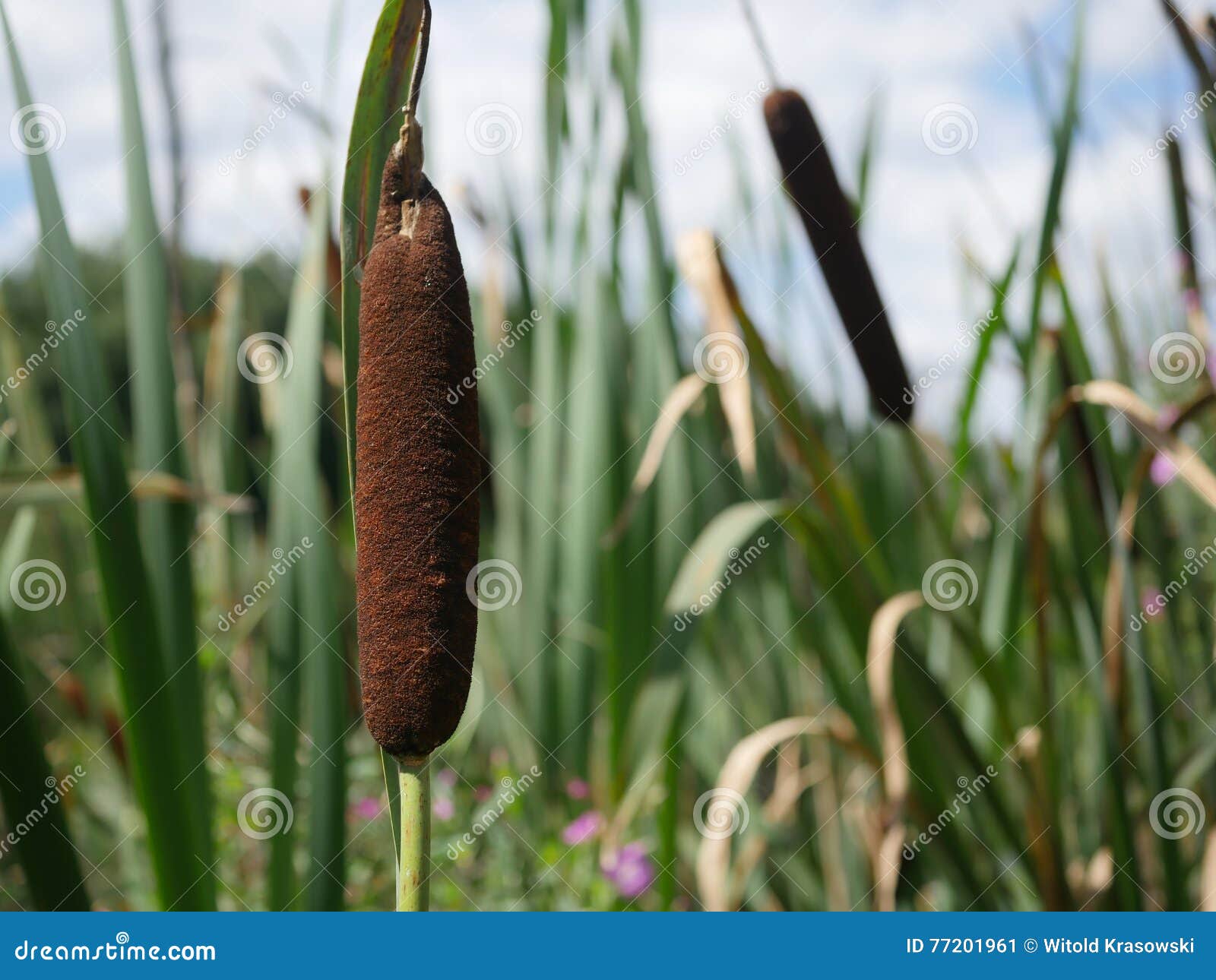 Cálamo de la planta imagen de archivo. Imagen de verde - 77201961