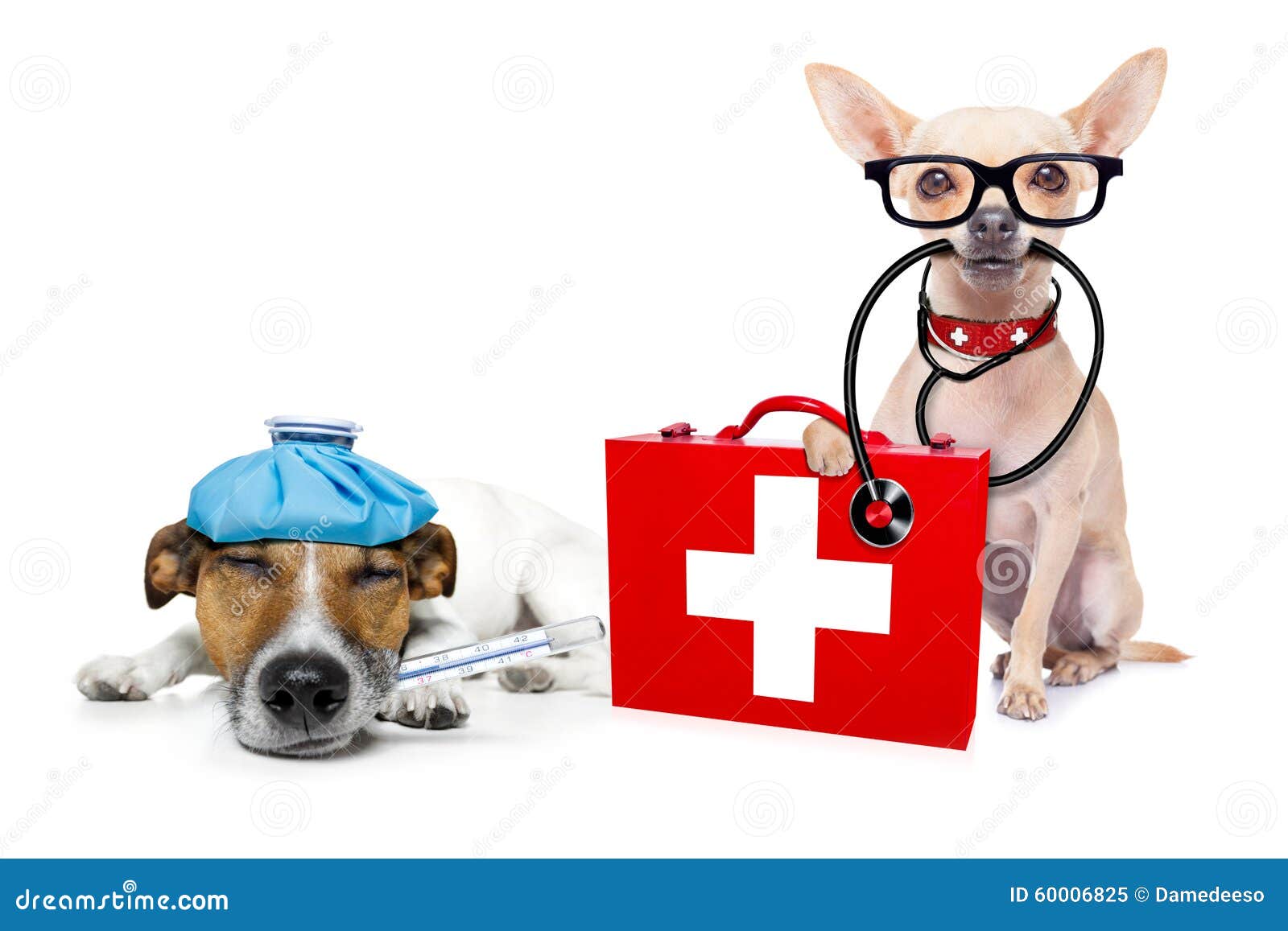 Cães Doentes E Doentes Do Médico Imagem de Stock - Imagem de ...