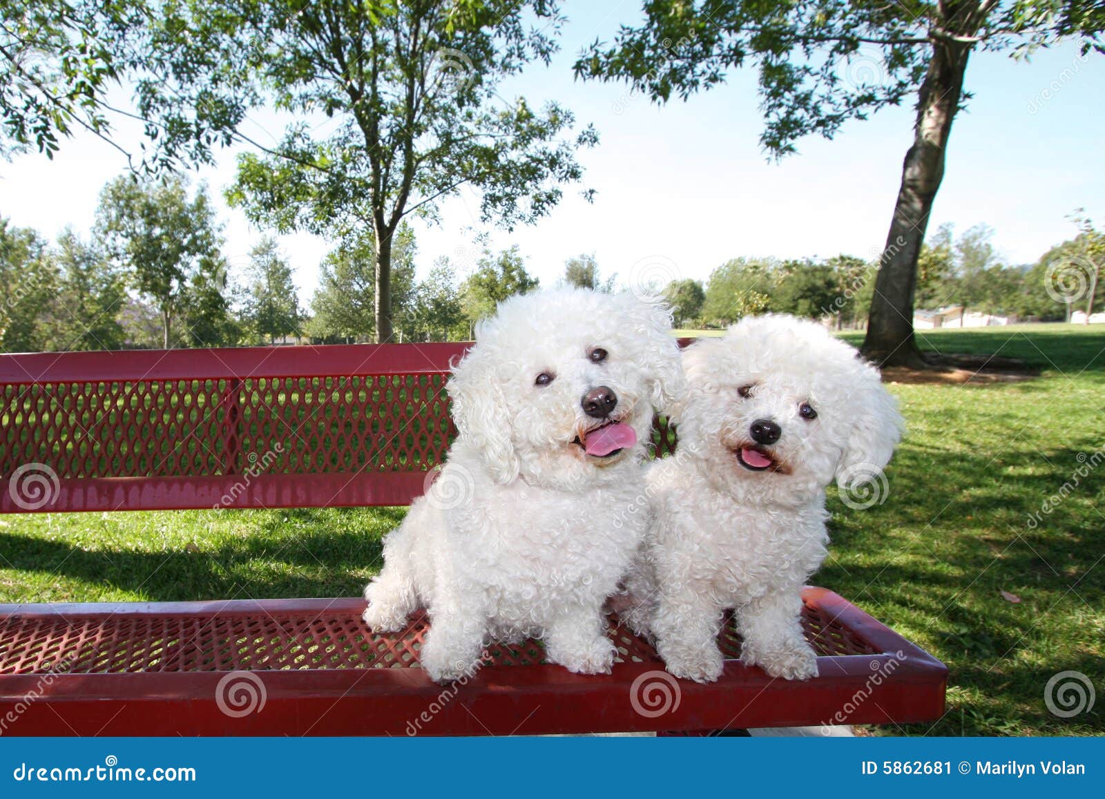 Cães felizes imagem de stock. Imagem de parque, retrato - 5862681