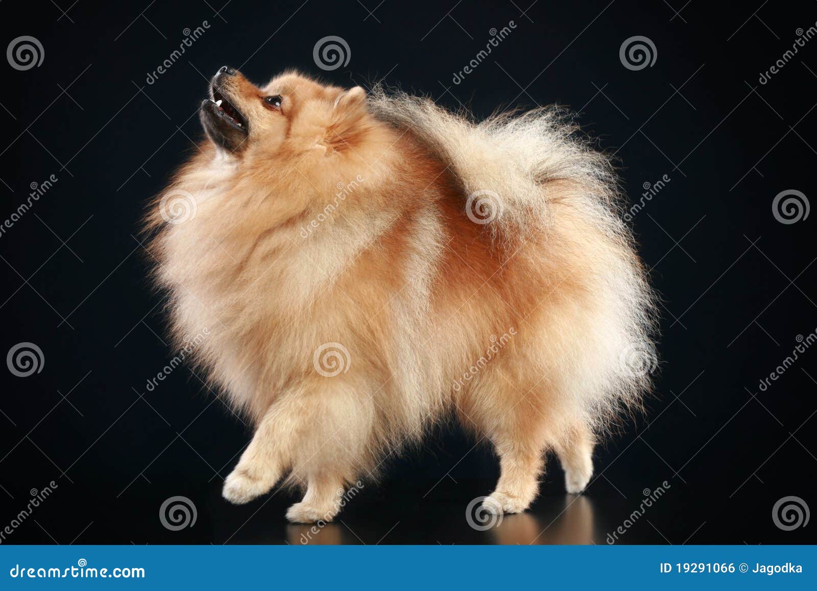 Cão alemão do Spitz foto de stock. Imagem de amigo, bonito - 19291066