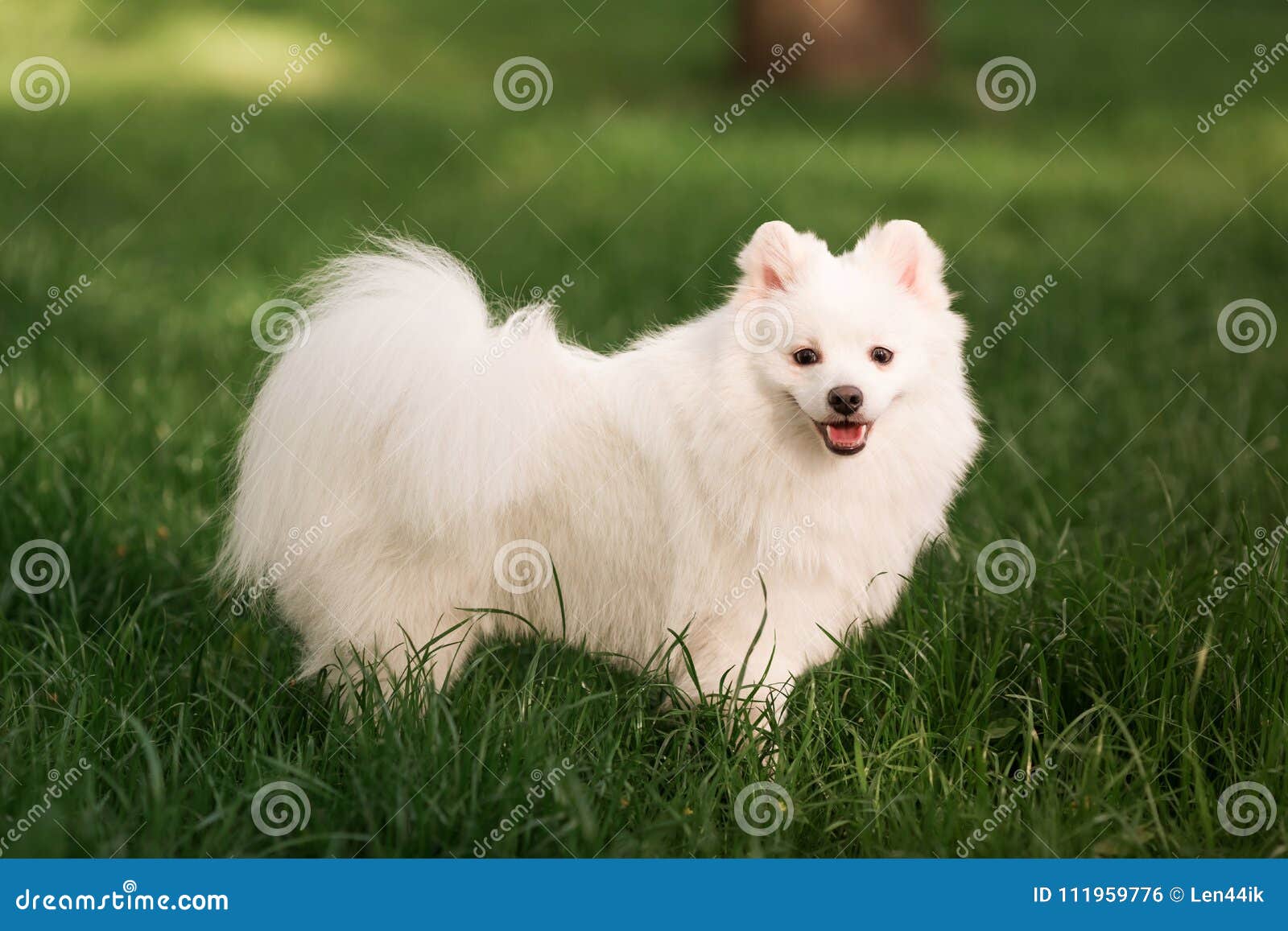 Cão Branco Bonito Do Spitz Exterior Foto de Stock - Imagem de vermelho ...