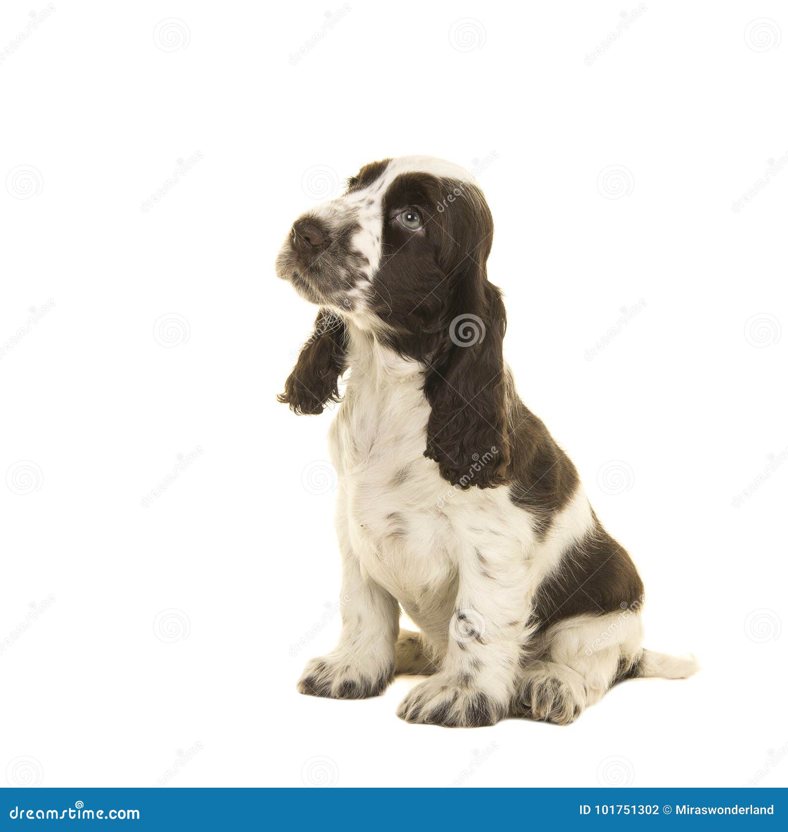 Cão Branco E Castanho Chocolate Do Assento Bonito De Cocker Spaniel De ...