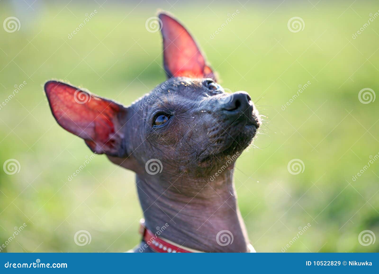 Cão calvo mexicano imagem de stock. Imagem de pequeno - 10522829
