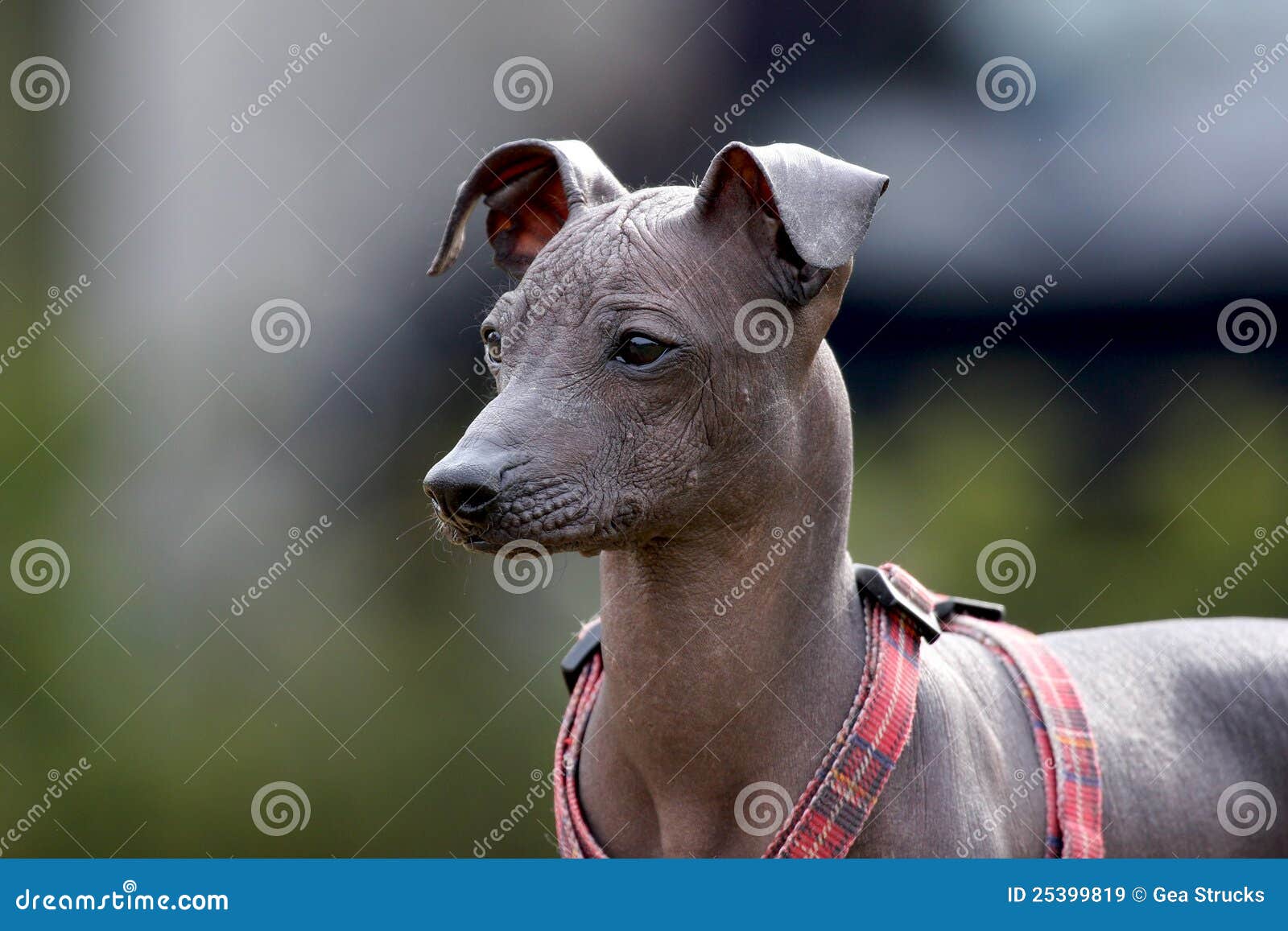 Cão calvo peruano imagem de stock. Imagem de calvo, soprado - 25399819