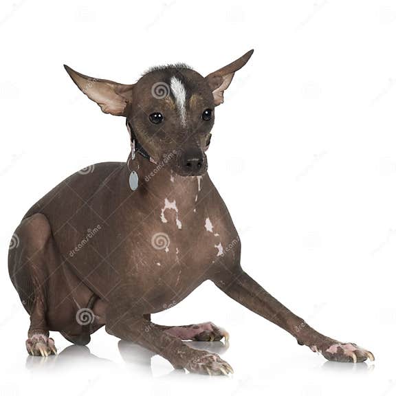 Cão calvo peruano foto de stock. Imagem de peruana, careca - 2671588