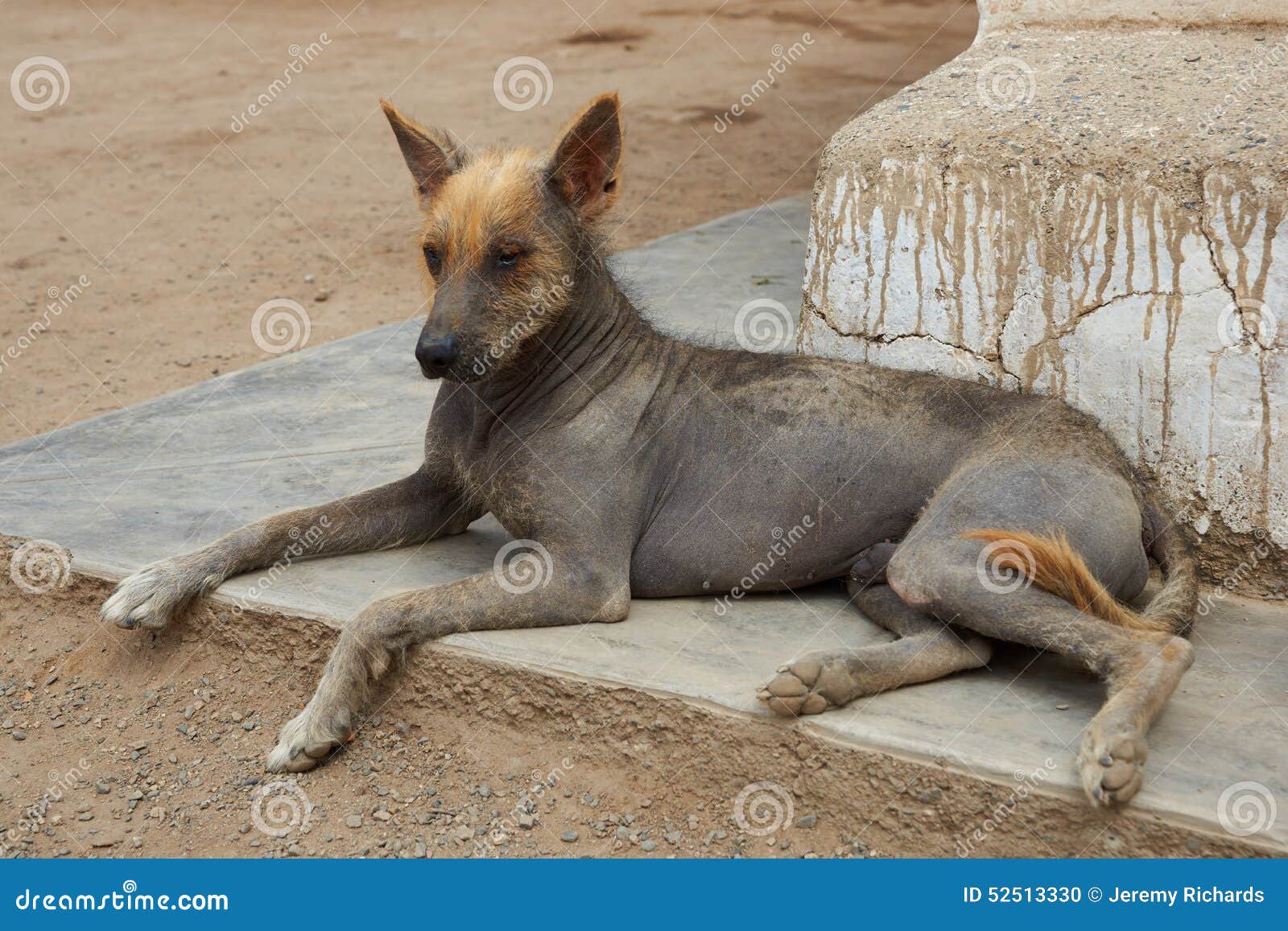 Cão calvo peruano foto de stock. Imagem de pele, peru - 52513330