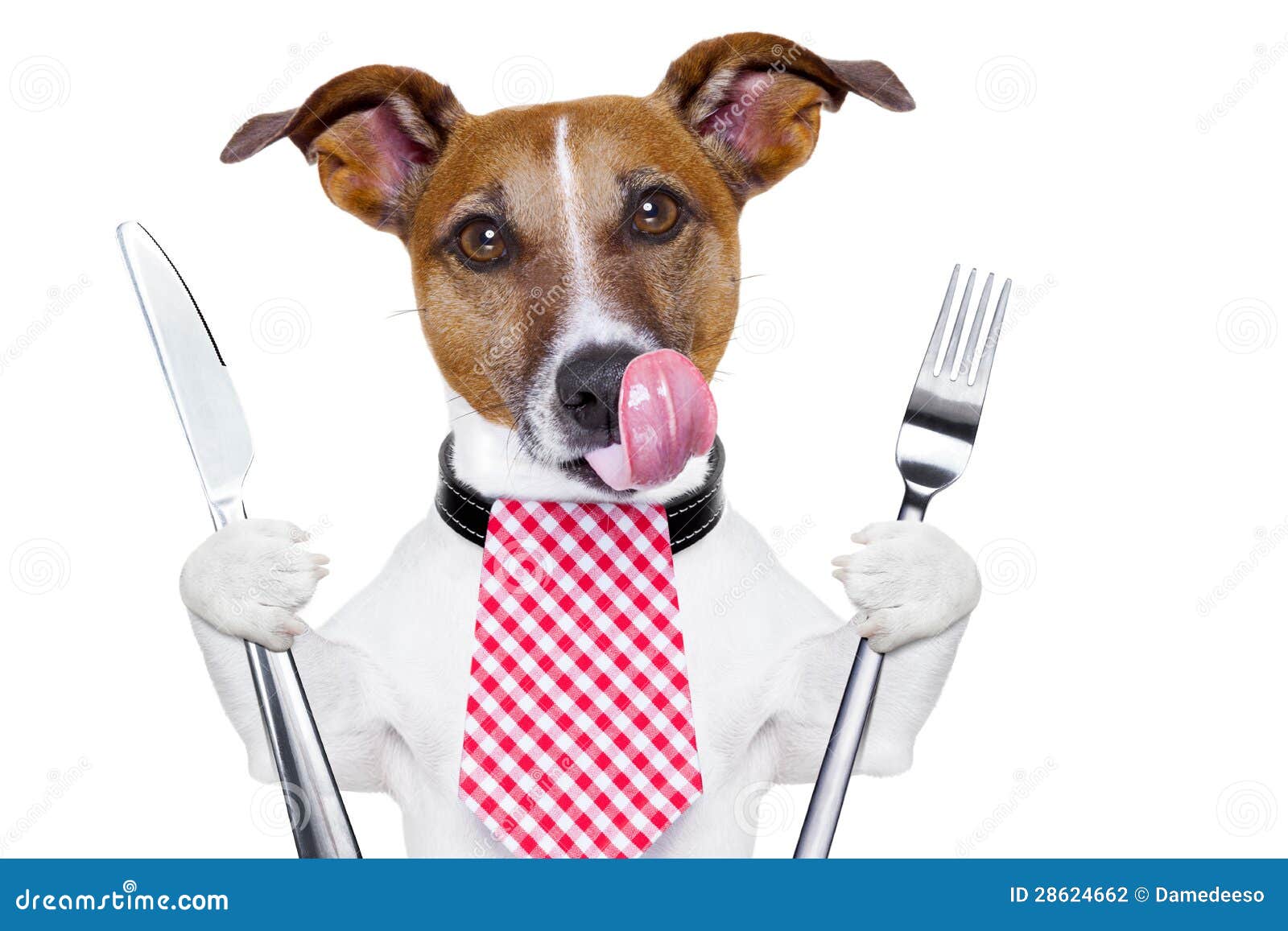 Cão com fome foto de stock. Imagem de terrier, mesa, humor - 28624662