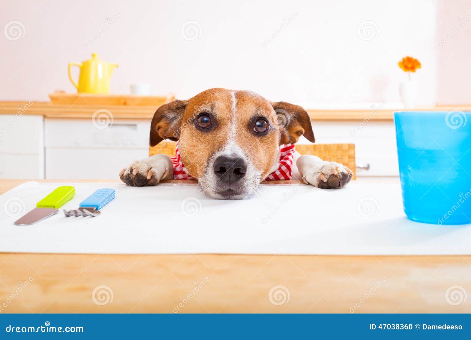 Cão com fome foto de stock. Imagem de jantar, coma, fino - 47038360