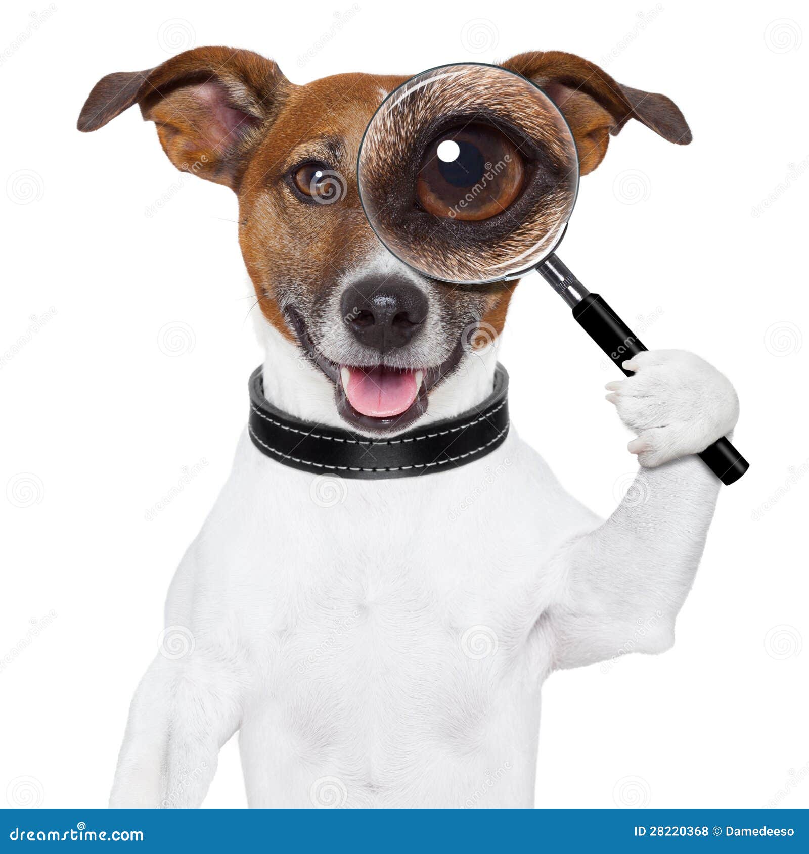 Cão com lupa foto de stock. Imagem de animal, louco, fofofo - 28220368
