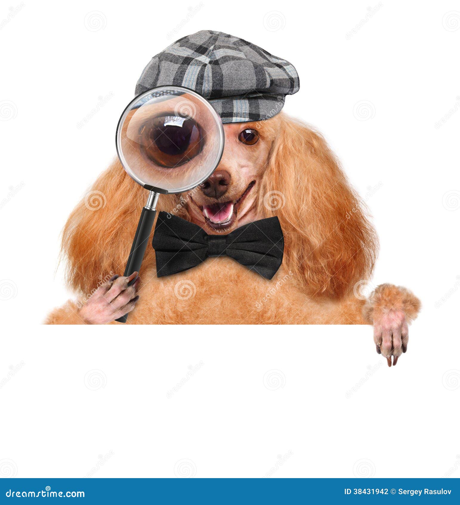 Cão com lupa e pesquisa foto de stock. Imagem de animal - 38431942