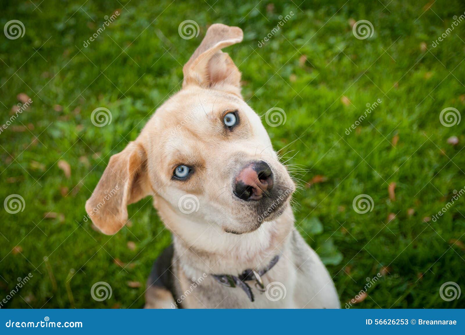 Cão De Husky Labrador Mutt Mixed Breed Com Olhos Azuis Imagem de Stock ...