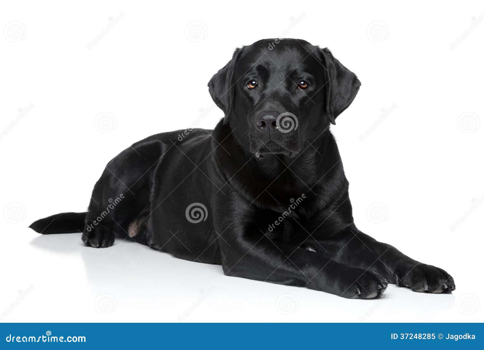 Cão de labrador retriever imagem de stock. Imagem de doce - 37248285