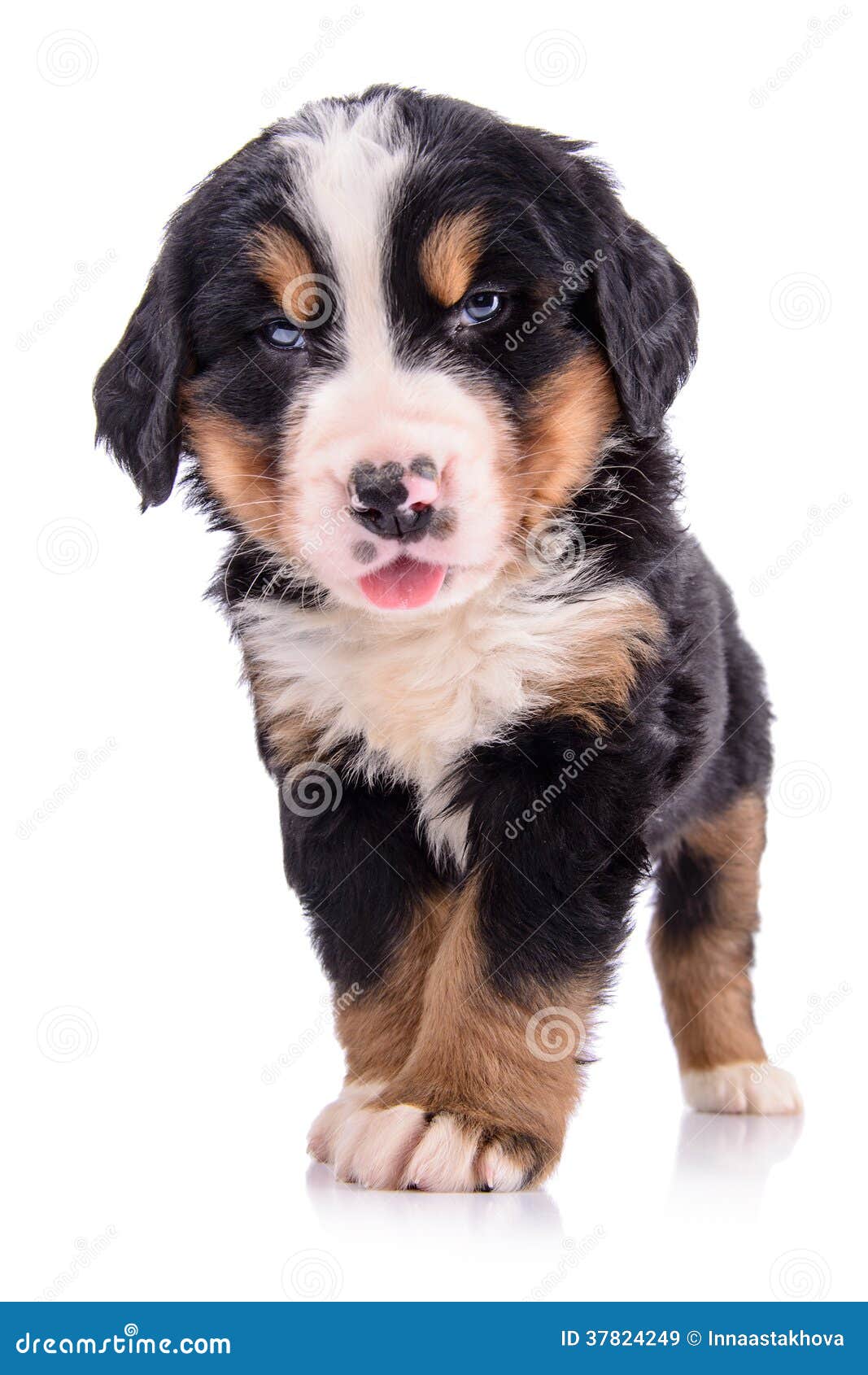 Cão De Montanha De Bernese Do Cachorrinho Imagem de Stock - Imagem de ...