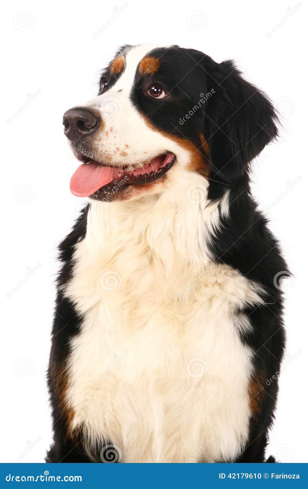 Cão De Montanha De Bernese No Branco Foto de Stock - Imagem de ...