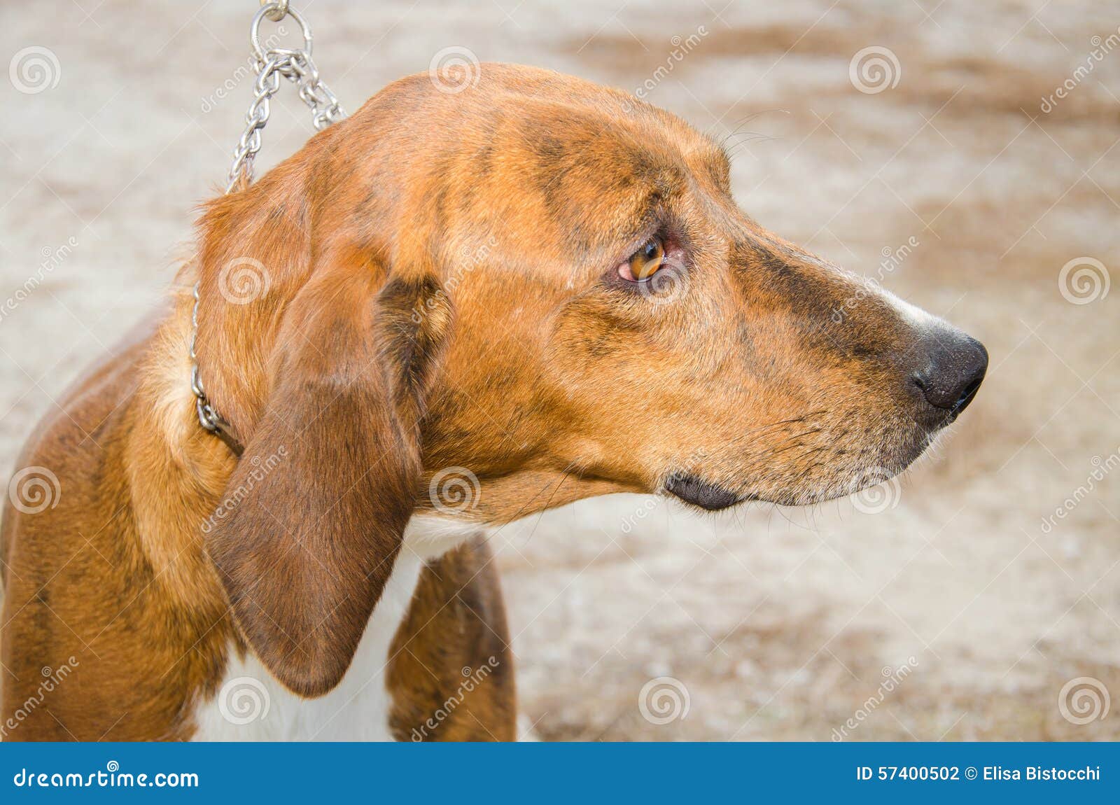 Cão de Segugio Maremmano foto de stock. Imagem de retrato - 57400502