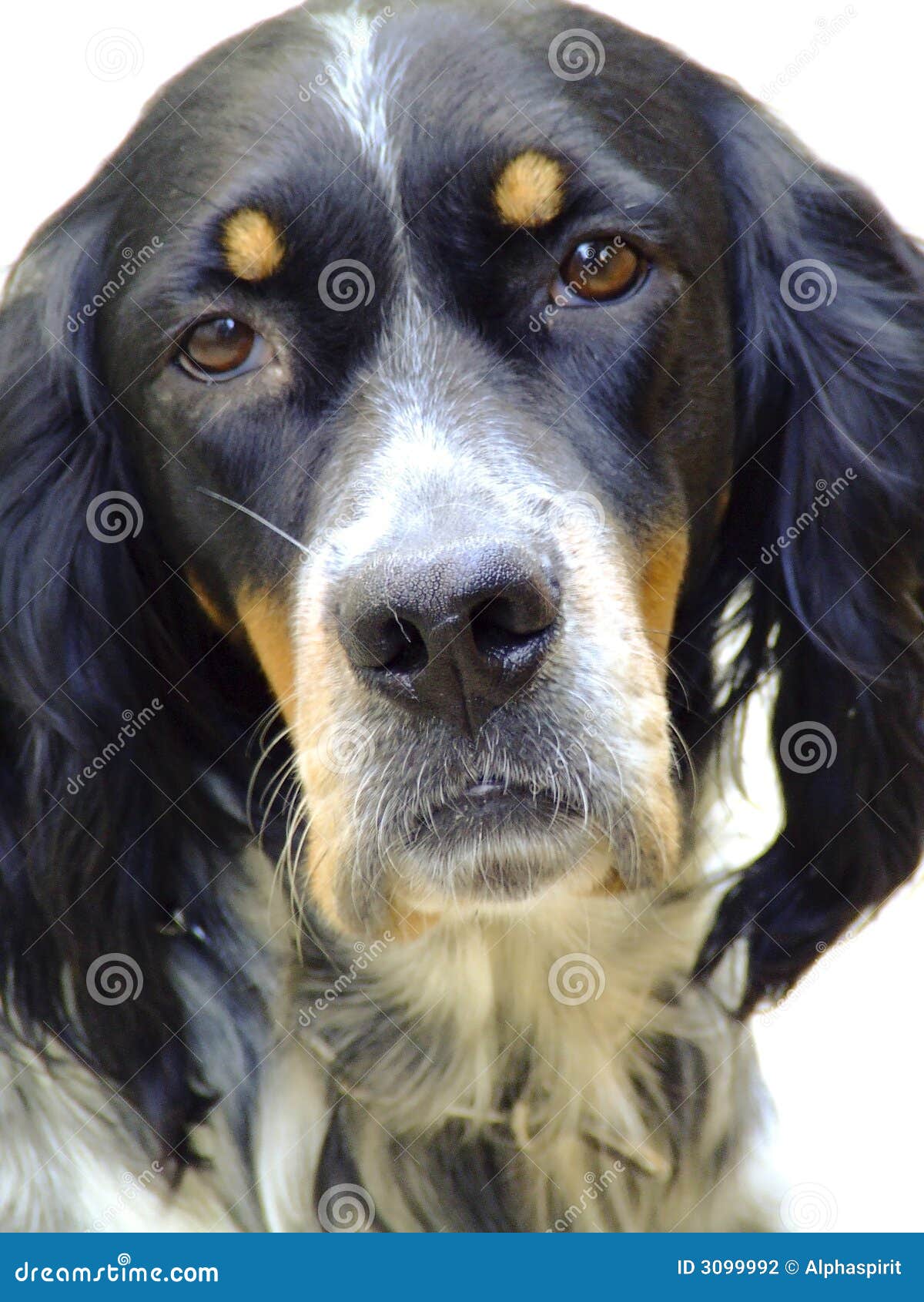 Cão do setter inglês foto de stock. Imagem de preto, amigo - 3099992