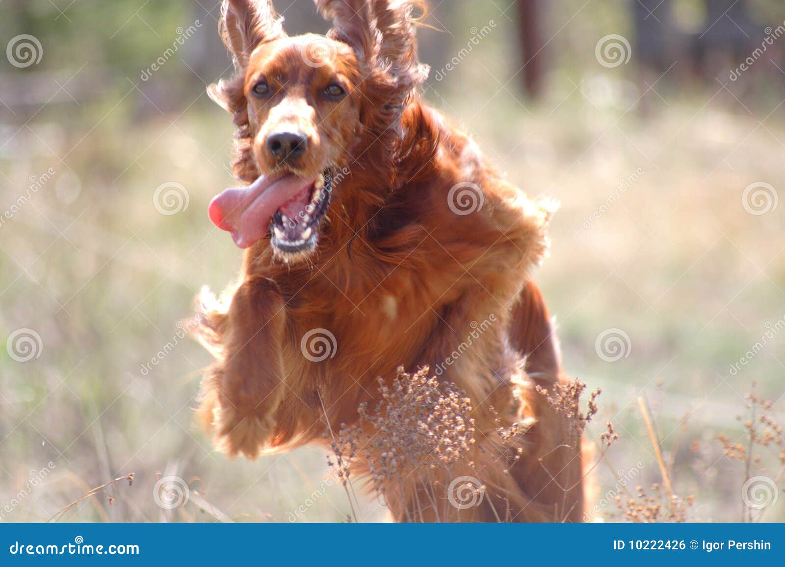 Cão do setter irlandês foto de stock. Imagem de despreocupado - 10222426