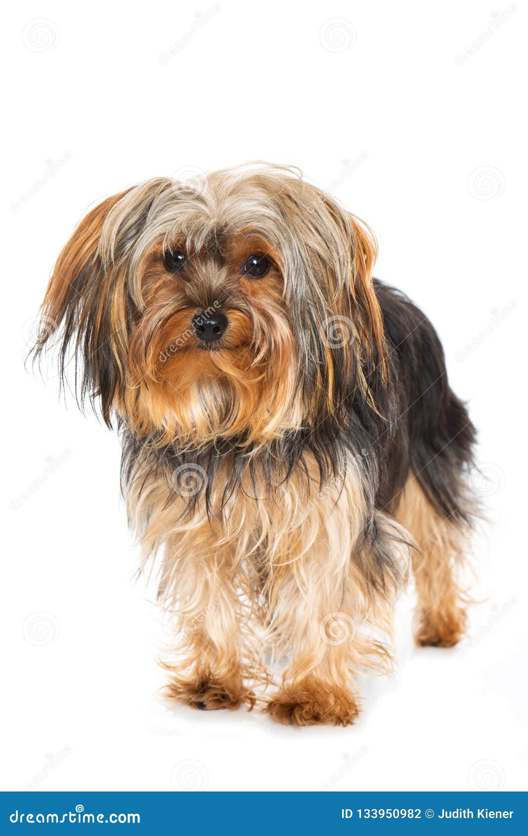 Cão Do Yorkshire Terrier No Fundo Branco Foto de Stock - Imagem de ...
