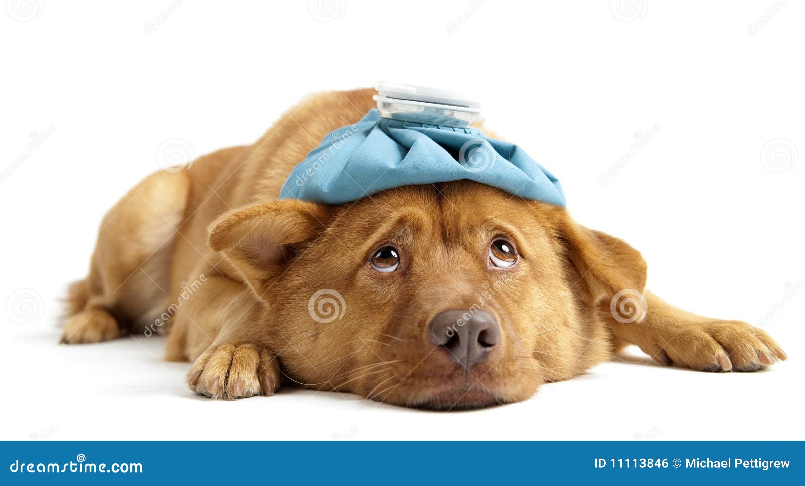 Cão doente foto de stock. Imagem de descansar, fundo - 11113846