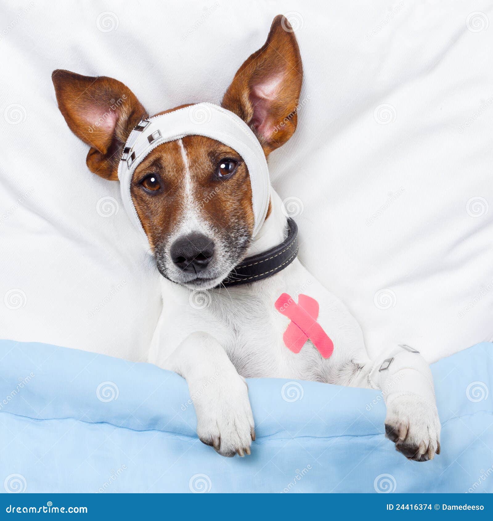 Cão doente foto de stock. Imagem de cuidado, gripe, machucado - 24416374