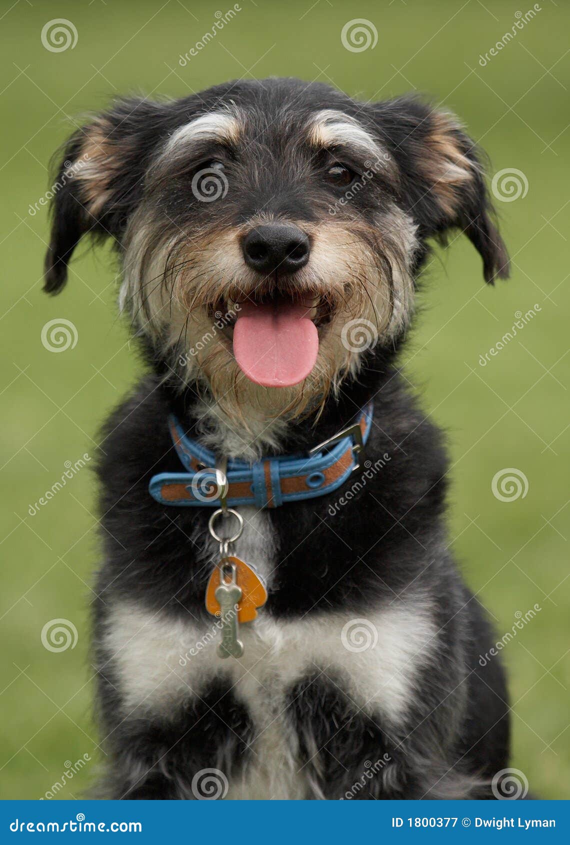 Cão feliz imagem de stock. Imagem de canino, alegre, etiqueta - 1800377