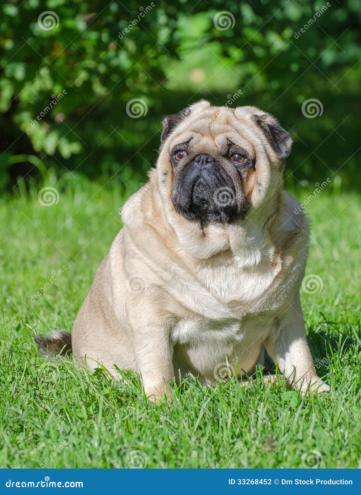 Cão gordo do pug foto de stock. Imagem de verde, linhagem - 33268452