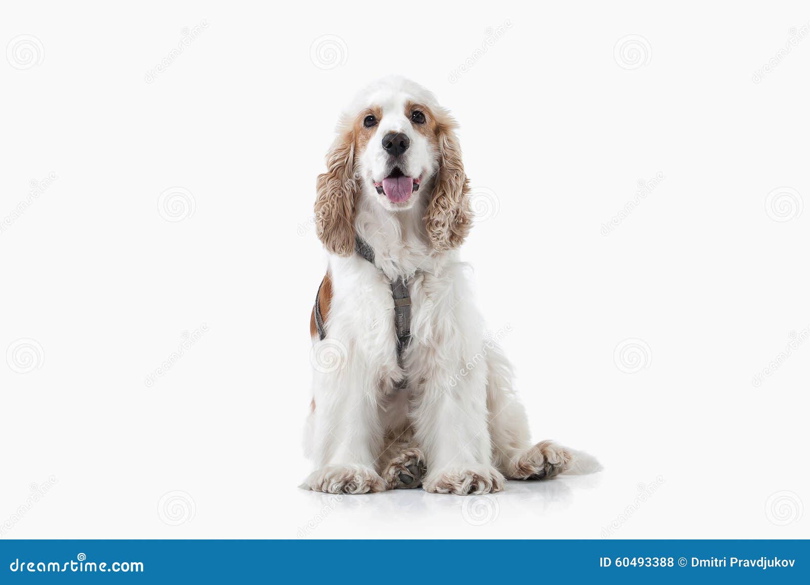Cão Inglês Cocker Spaniel Isolado No Fundo Branco Foto de Stock ...