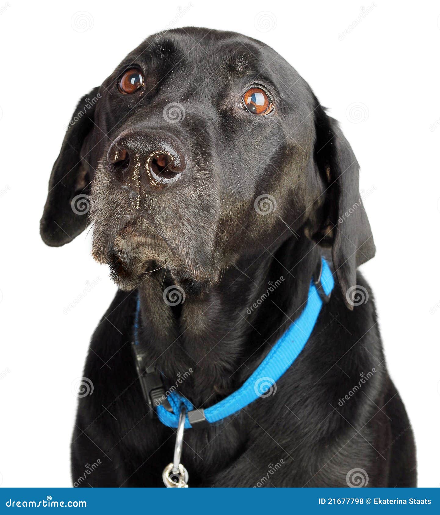 Cão Labrador preto foto de stock. Imagem de olhar, olhos - 21677798