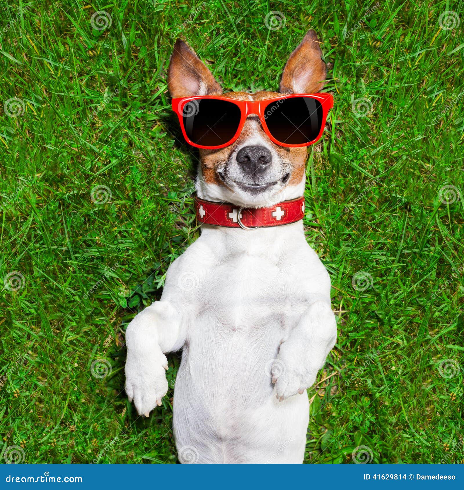 Cão muito engraçado foto de stock. Imagem de orelhas - 41629814